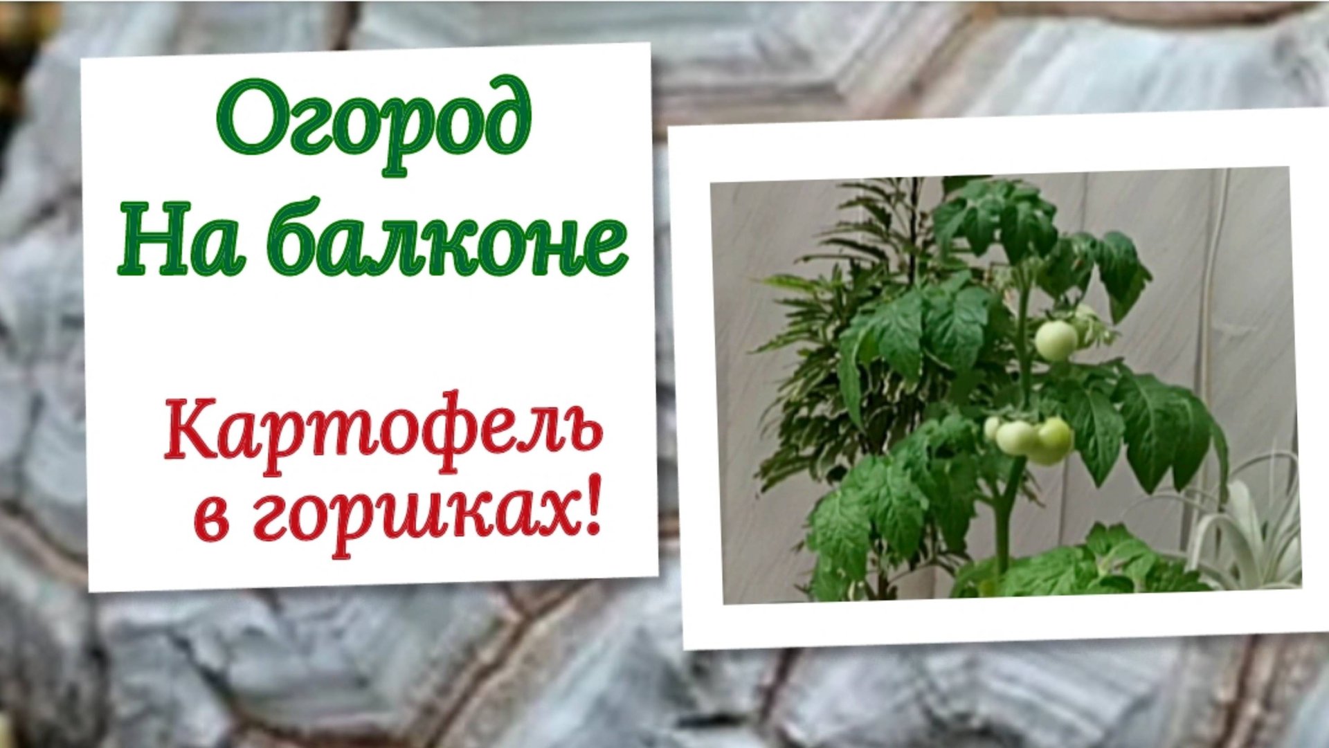 Огород на балконе. Высаживаем балконные томаты и картофель в горшки.