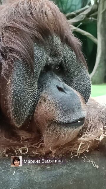 Суматранский орангутан самец Сандокан.