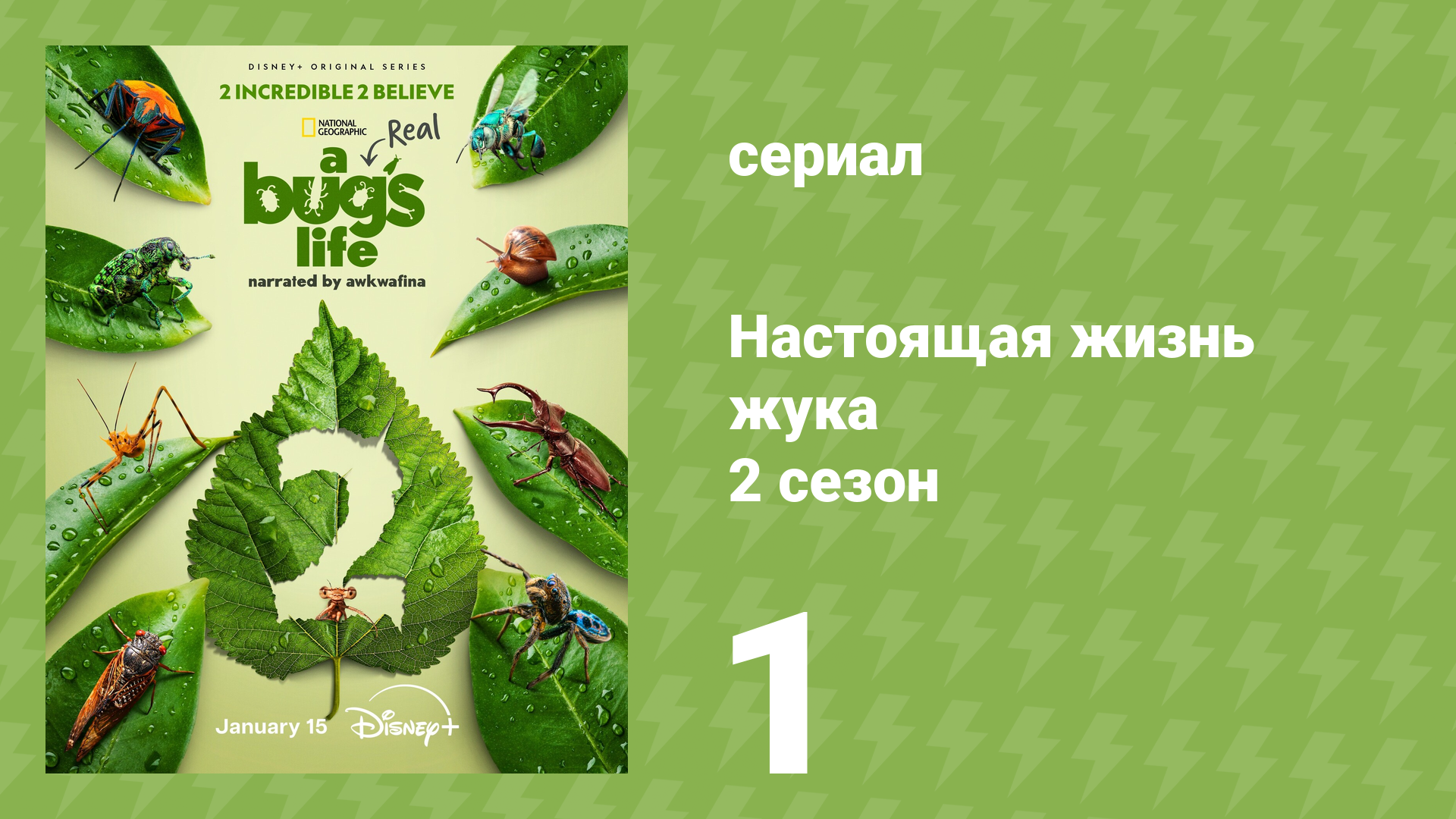 Настоящая жизнь жука 2 сезон 1 серия «Любовь в лесу» (документальный сериал, 2025)
