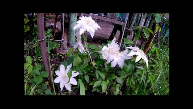 2017 Цветы на хатке  и селе Надежда