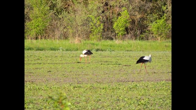Аисты семейка (слайдшоу)