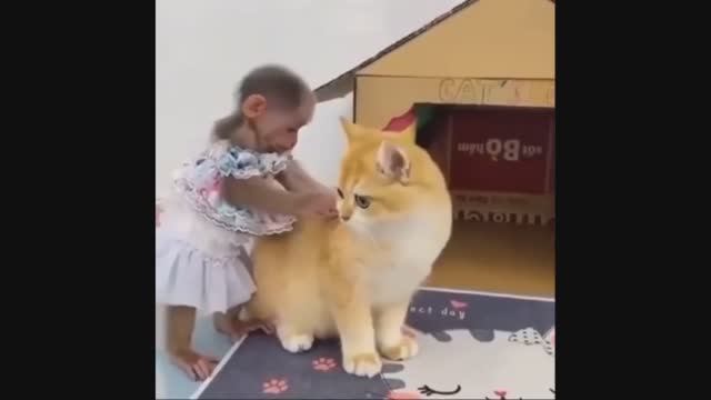 В мире забавных животных.