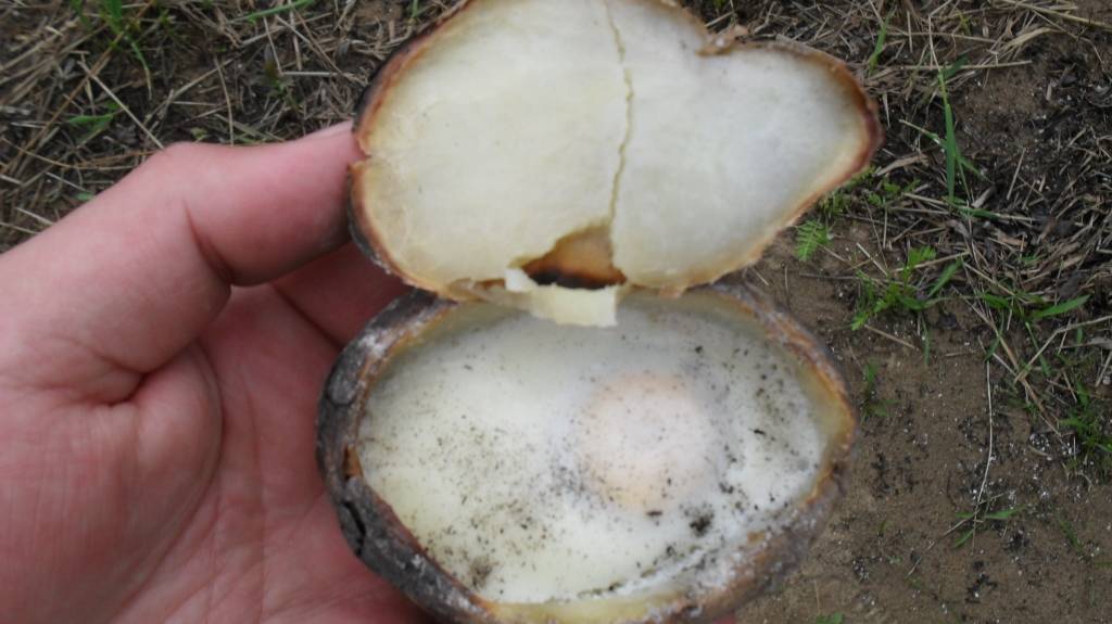 Запеченное яйцо  в картофеле