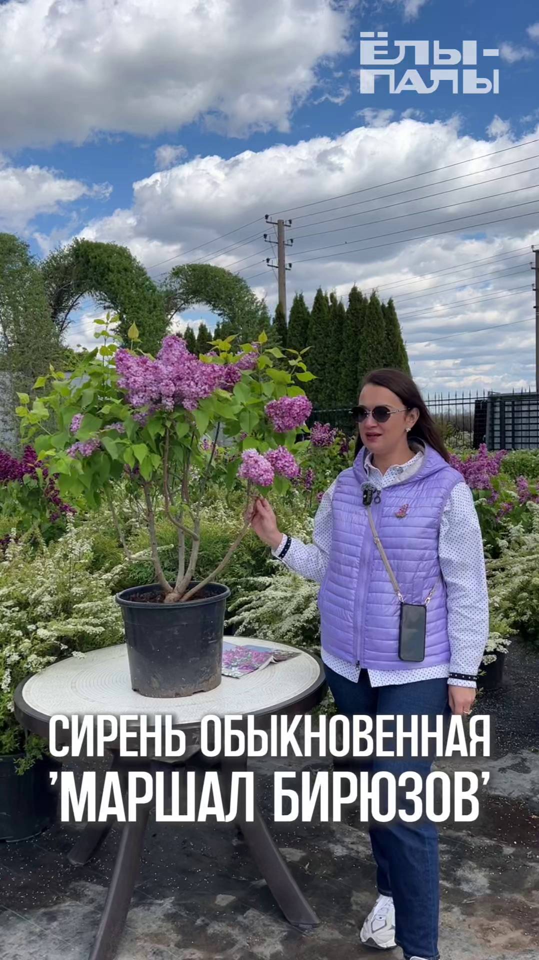 Сирень обыкновенная `Маршал Бирюзов` РС_ обзор в питомнике ЁЛЫ-ПАЛЫ