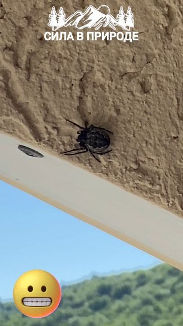 Видео ПАУК 📷