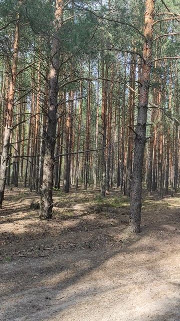 Весенний майский лес