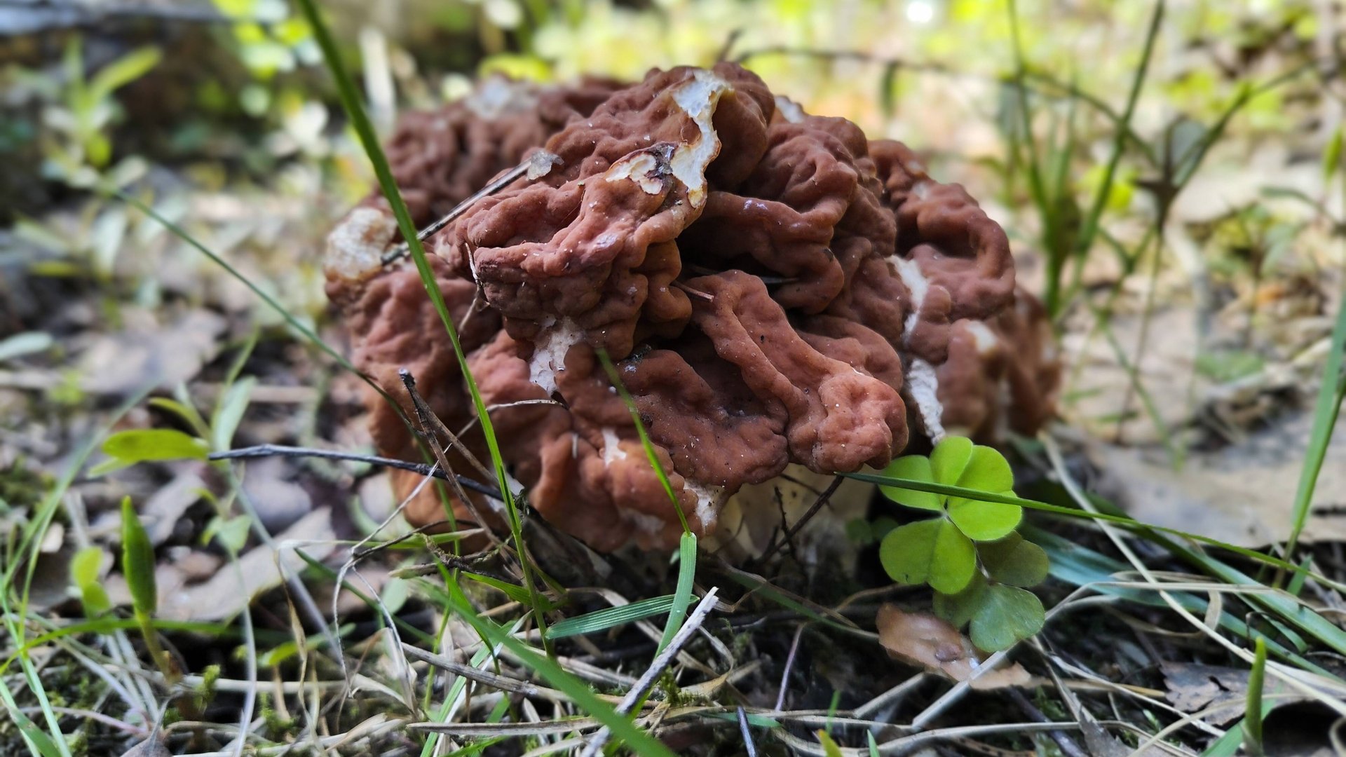 Не изведанные леса! Грибник не ожидал! Строчки гигантские.