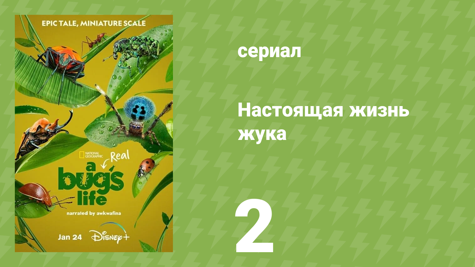 Настоящая жизнь жука 1 сезон 2 серия «Добро пожаловать в джунгли» (документальный сериал, 2024)