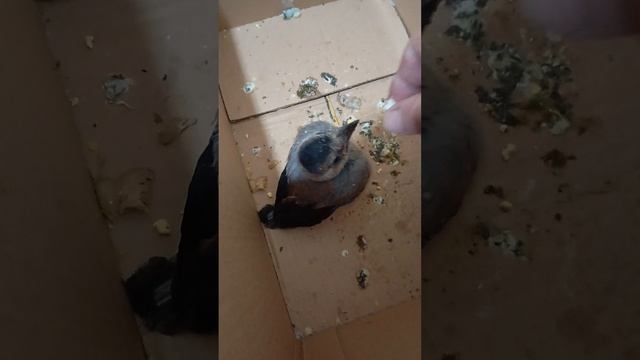 Птенец сойки - потеряшка