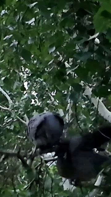 Вяхирь (лесной голубь)