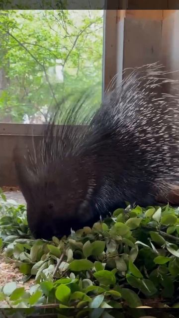 🦡 Утро в ульяновском зоопарке