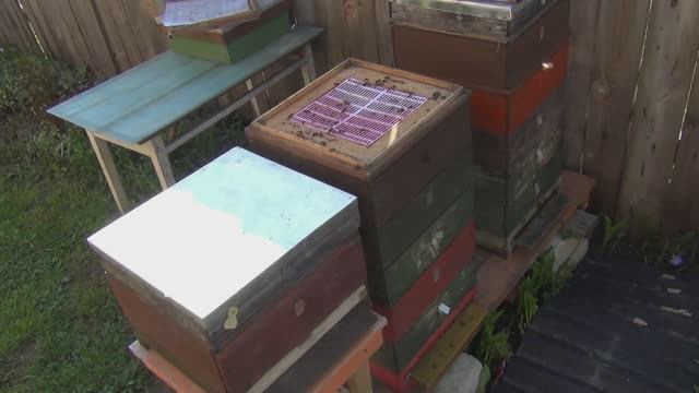 Отводки -нуклеусы  (сюжет 19)