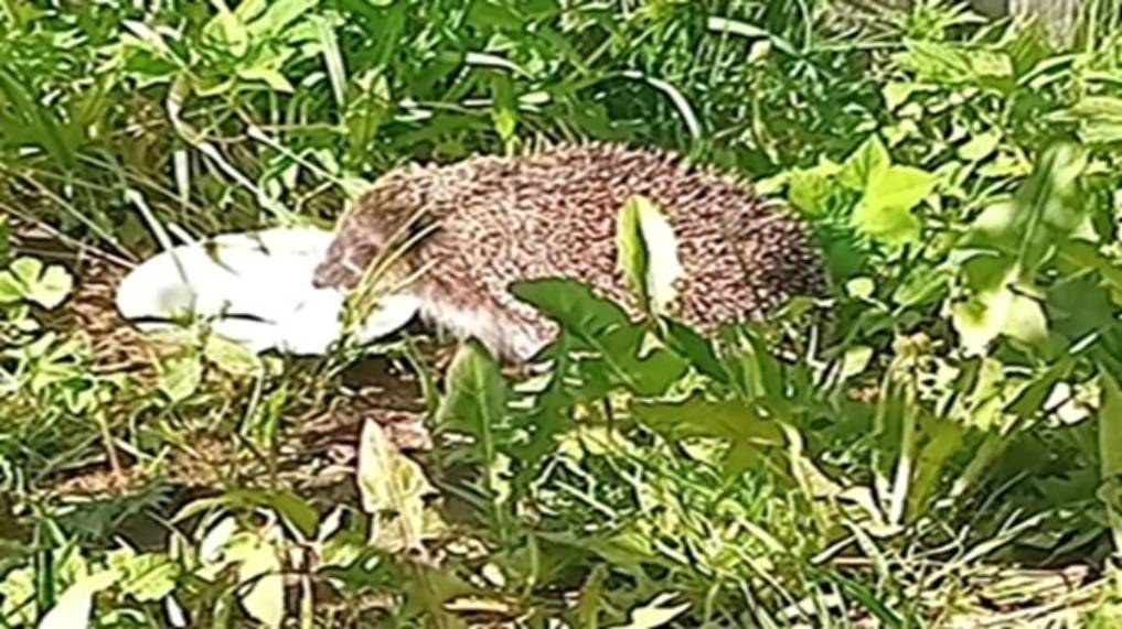 Ежик видео - мой сосед Михалыч