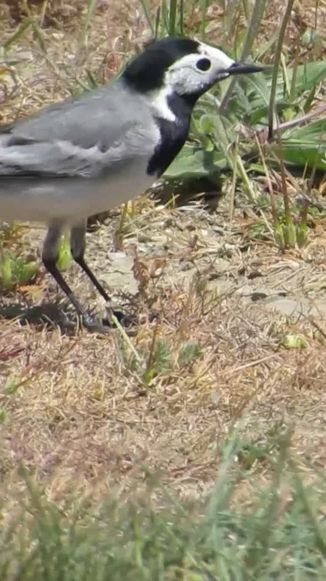 Моя гусеница! Белая трясогузка.