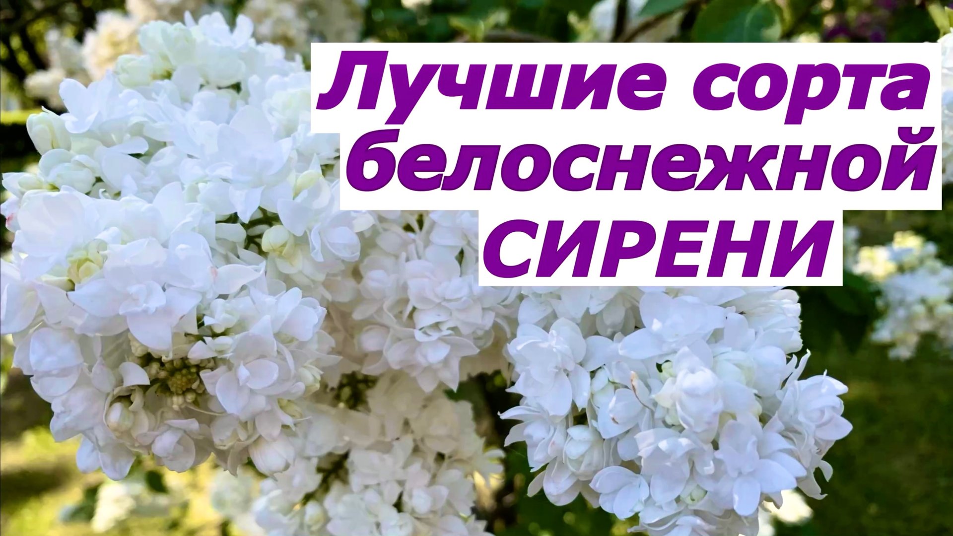 Лучшие сорта сирени и цветочная композиция с ней | Сорта белой сирени | Сирень белого цвета