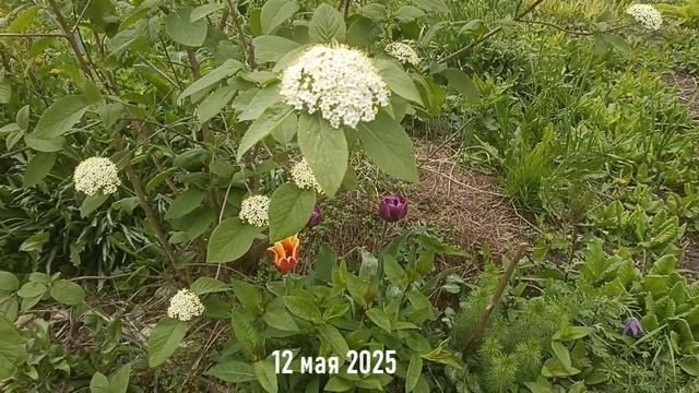 Городской цветник 17 мая 2025