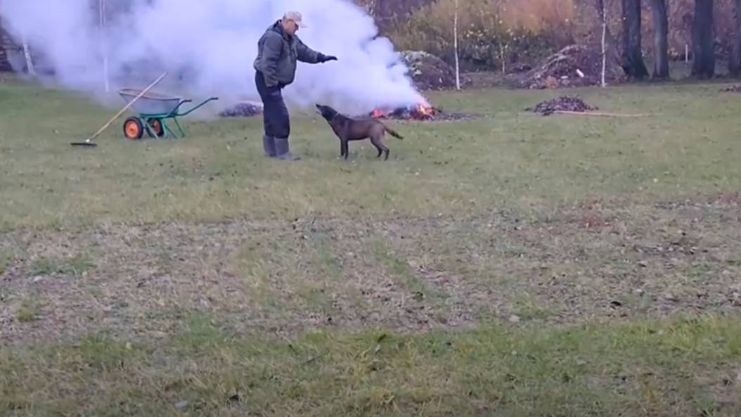 Пёс Бача на прогулке.