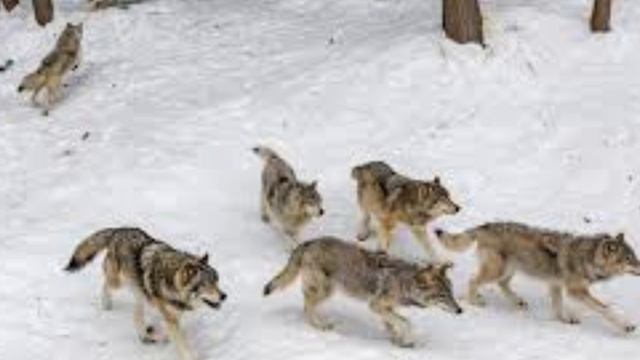 "Волчья гибель"