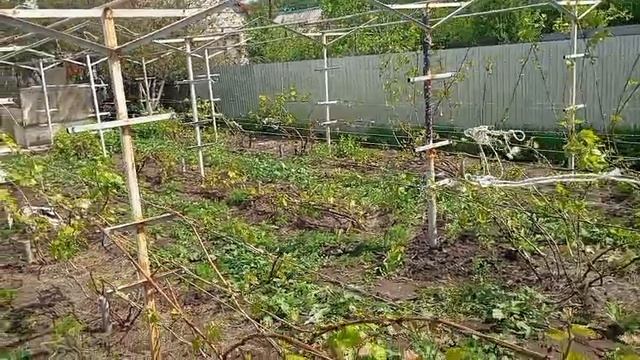 Виноградник Юрия Матвеева на 17 мая 2025 года.