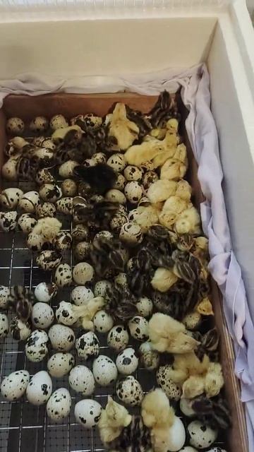 Перепелки пополнение