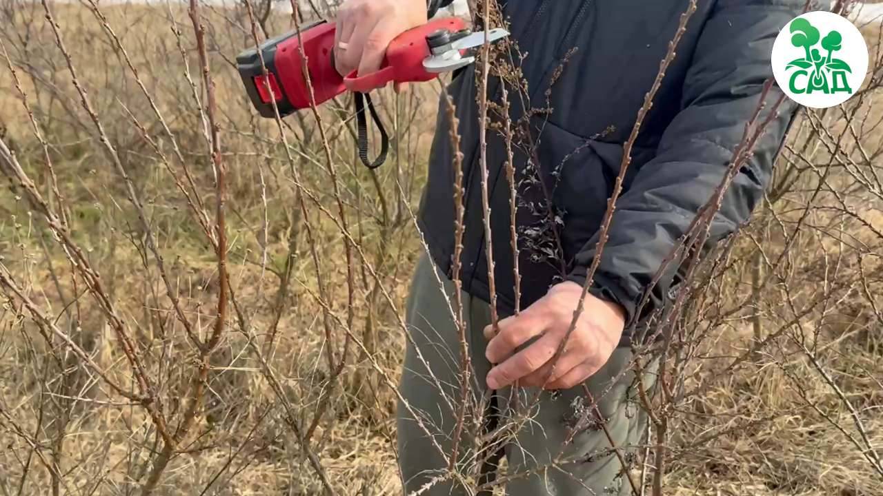 Облепиха. Находка для вашего сада.