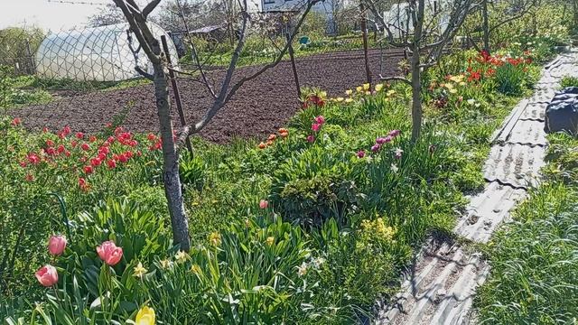 ЗЕМЛЯНИКА(КЛУБНИКА) ВЕСНОЙ.