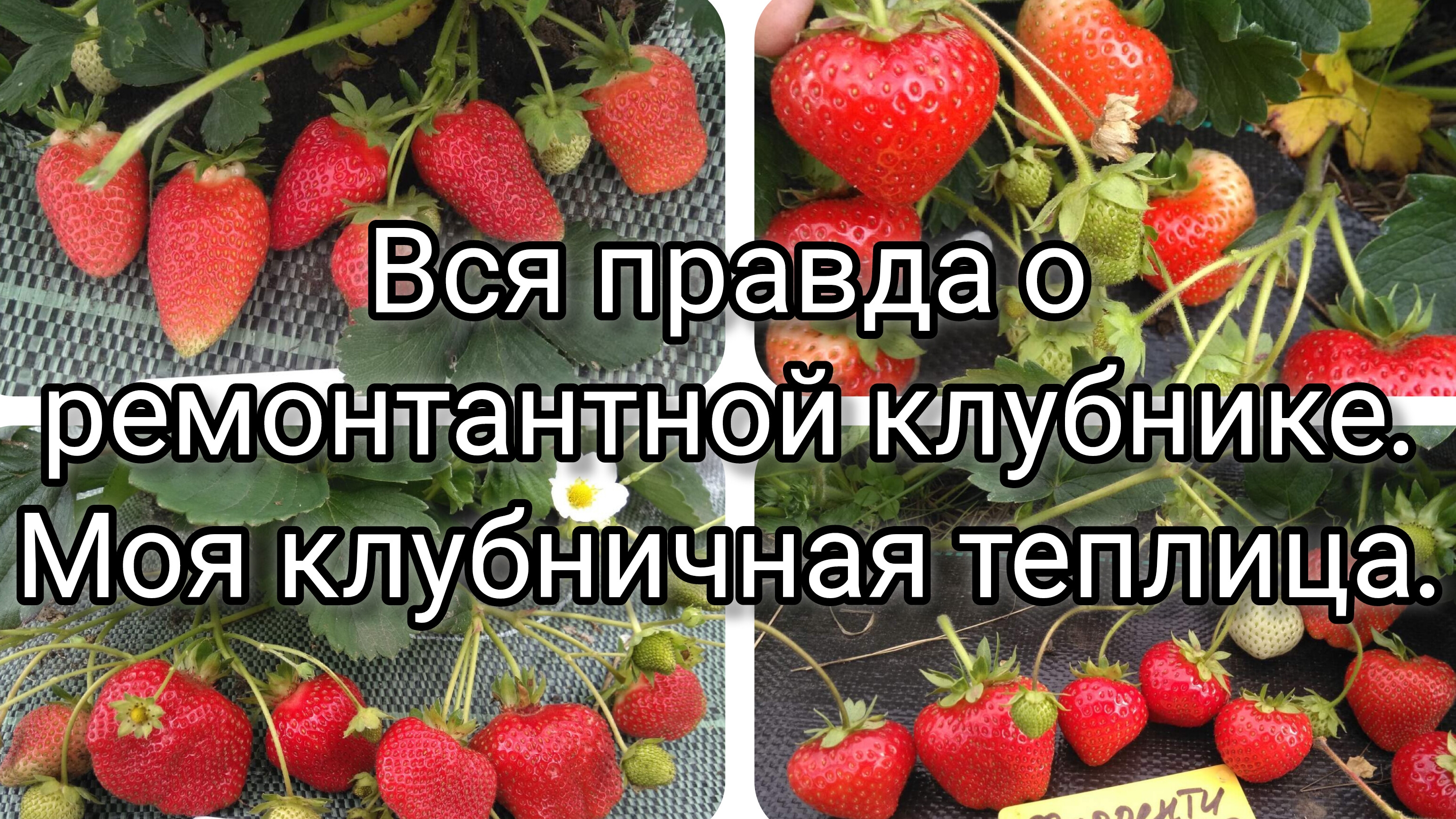 Вся правда о ремонтантной клубнике. Моя клубничная теплица.