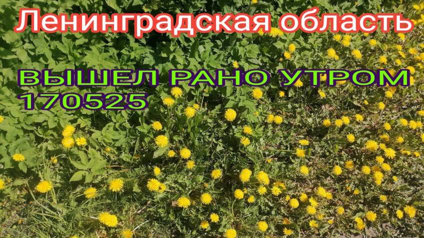 ЛЕН ОБЛАСТЬ _ ВЫШЕЛ РАНО УТРОМ  170525 - MIXAIL LEN 0FF - ANDR.DRU...888 -