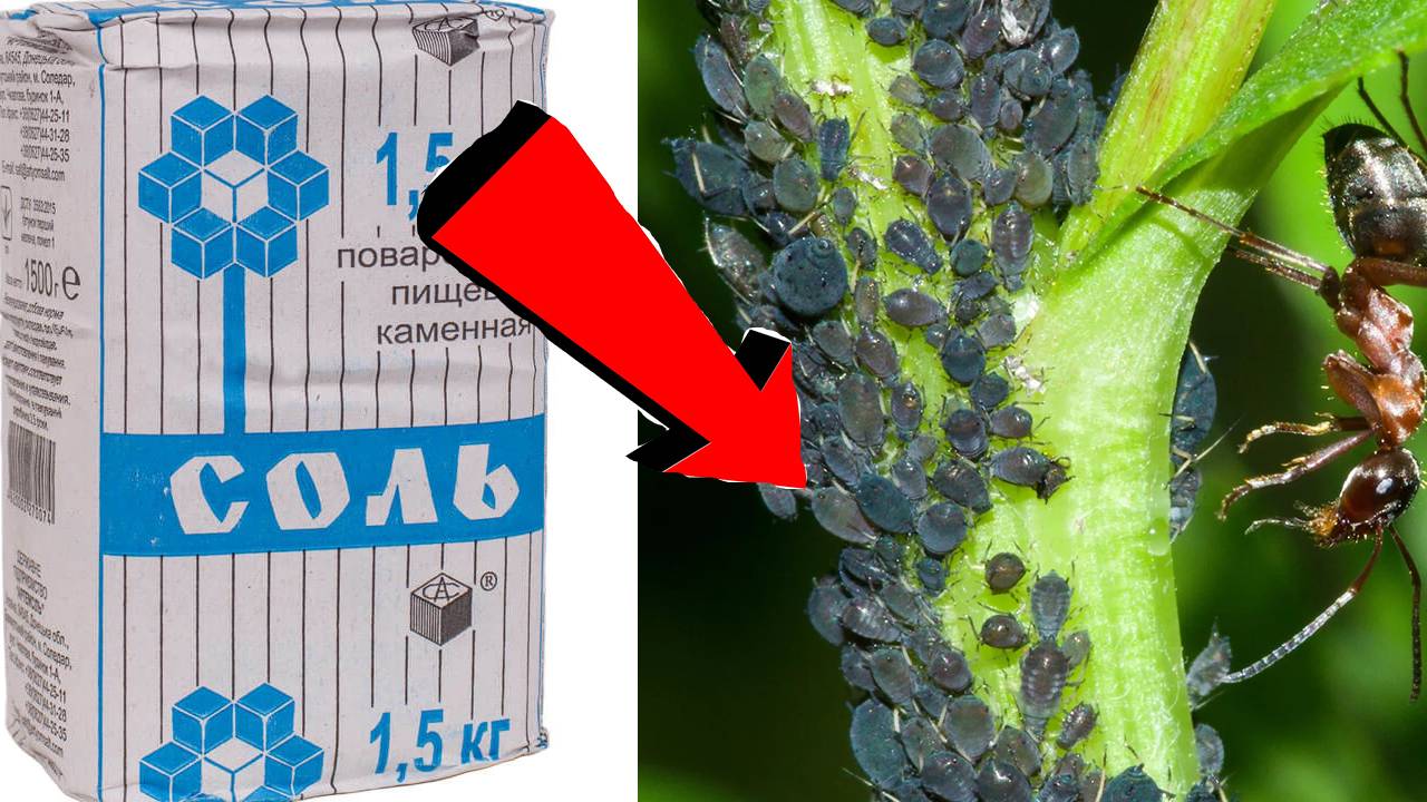 Как избавиться от тли за 3 Секунды