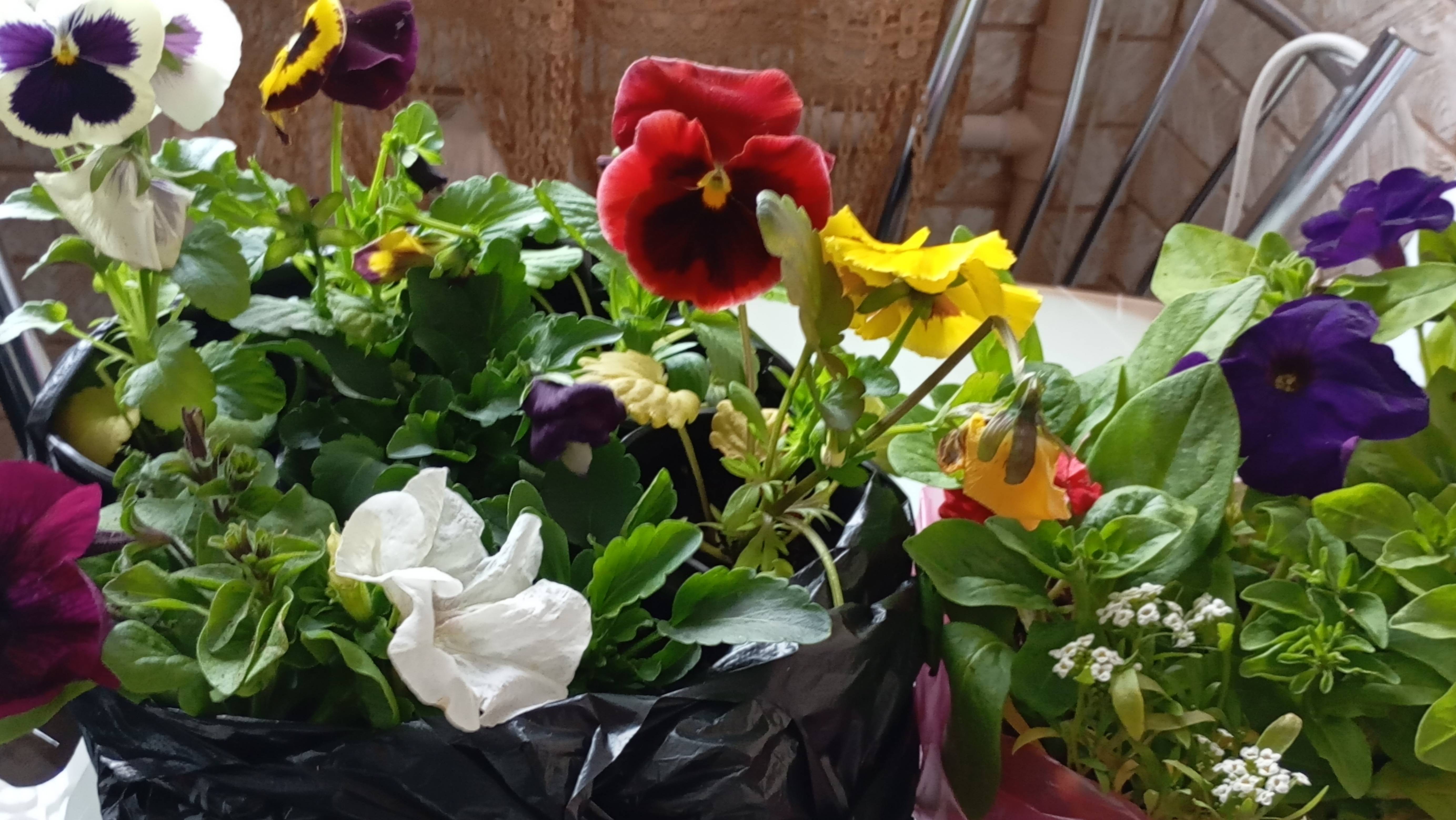 Едем по магазинам. Ищу удобную обувь на лето. Купила рассаду цветов на балкон.