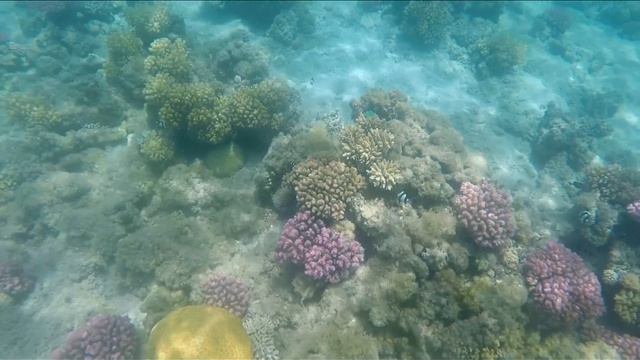 Подводный мир Красного моря. Снорклинг в Сома Бэй. Египет