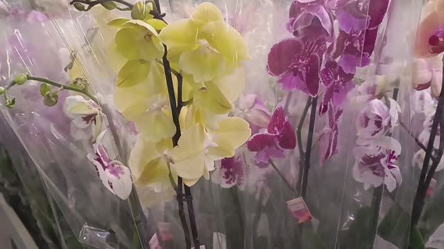 Обзор ОРХИДЕЙ в Лемана Про/ УРВАЛА РеДкОсТь ☀️🦋🌸