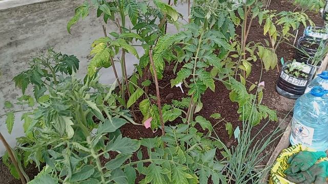 2.ОБЗОР ТОМАТОВ 17.05.25Г.