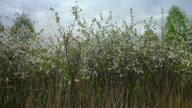 Релакс | Вишня | Голоса птиц