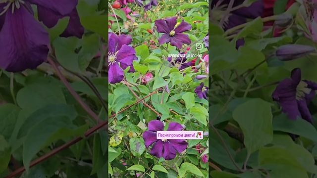 Майские картинки