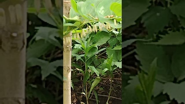 Цветущий Оренбург.