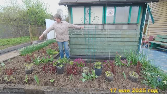 7 соток. Натягиваю веревки вокруг беседки для клематиса. Хроника 17 мая 2025 год