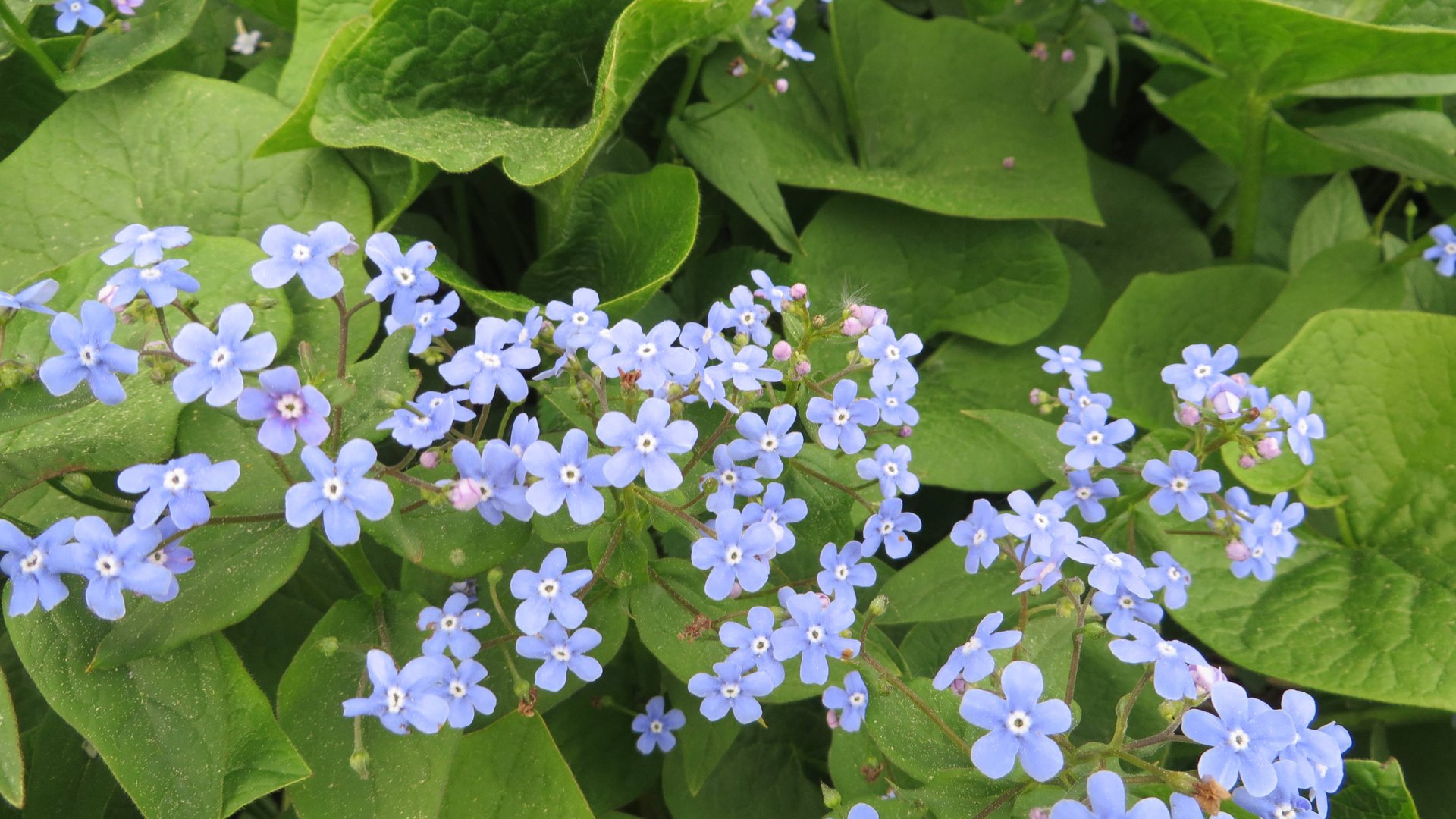 Бруннера сибирская,