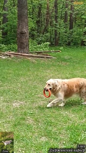 Алиса идёт на Дзержинский карьер