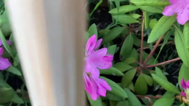 Мои красавцы-рододендроны июнь 2022