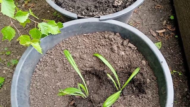 томаты стойко стоят