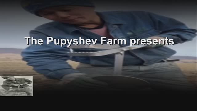 Приспособа для быстрого, лёгкого и удобного корчевания стерни / пеньков кукурузы, подсолнуха, пр.