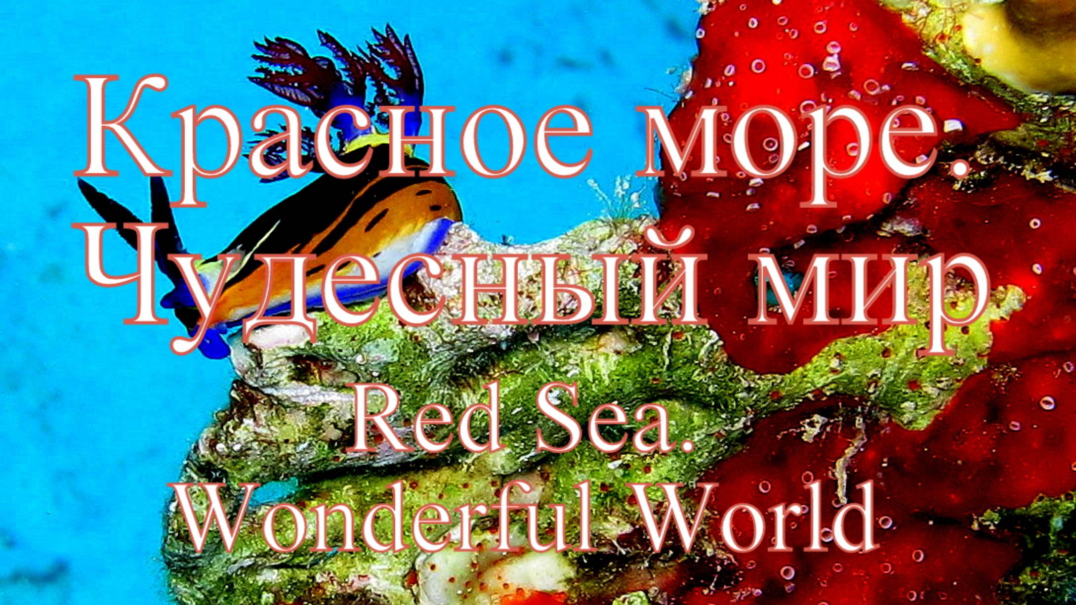 Красное море. Чудесный мир