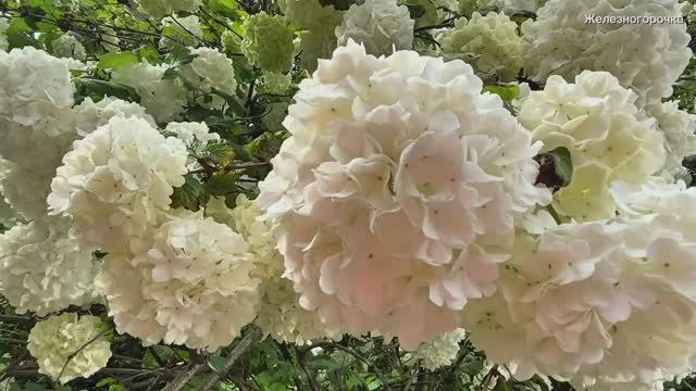 Цветёт калина в Сочи. Красивая песня