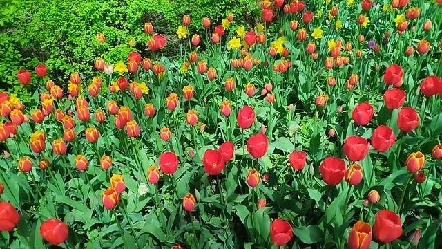 Бельчонок выпал из гнезда.Фестиваль тюльпанов 17 05 2025 СПб