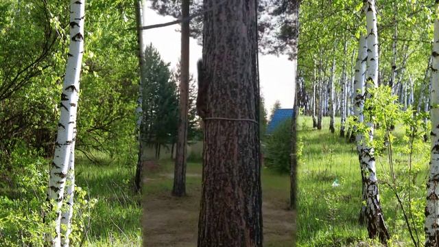 Белка пришла в гости.