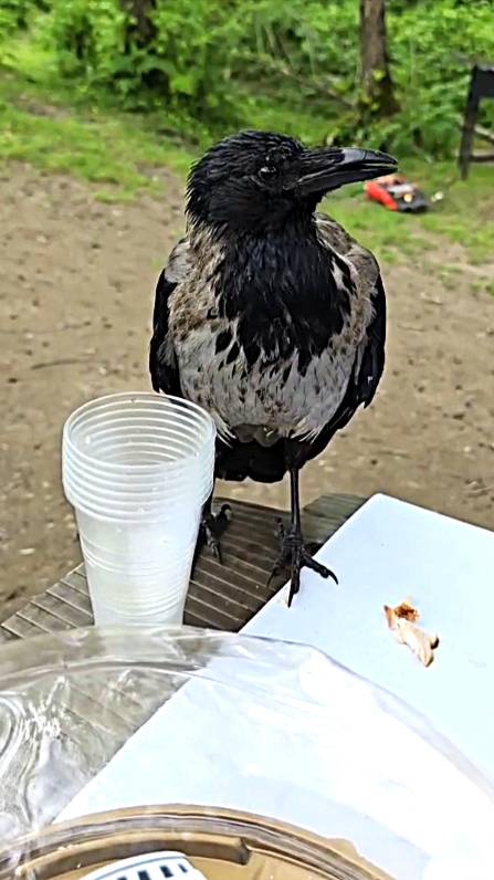 Умная  и бессстрашная ворона не ест всухомятку!😀 #shorts