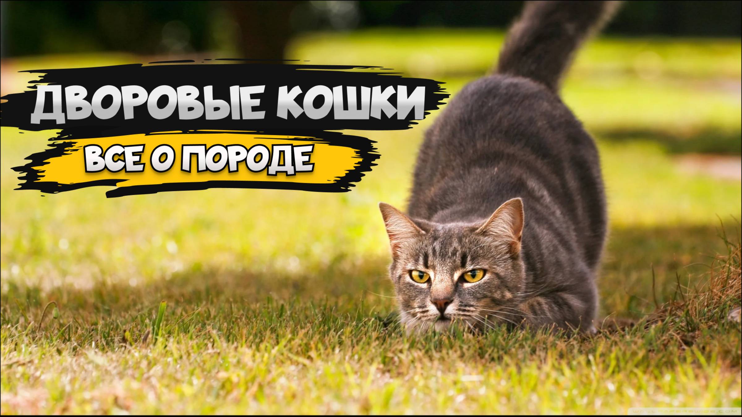 Беспородные кошки - Все о виде кошек | Беспородные кошки