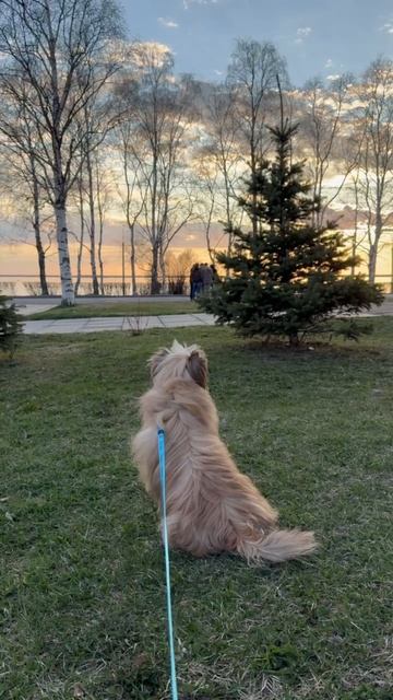 Велес на прогулке