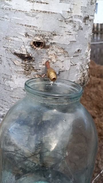 березовый сок